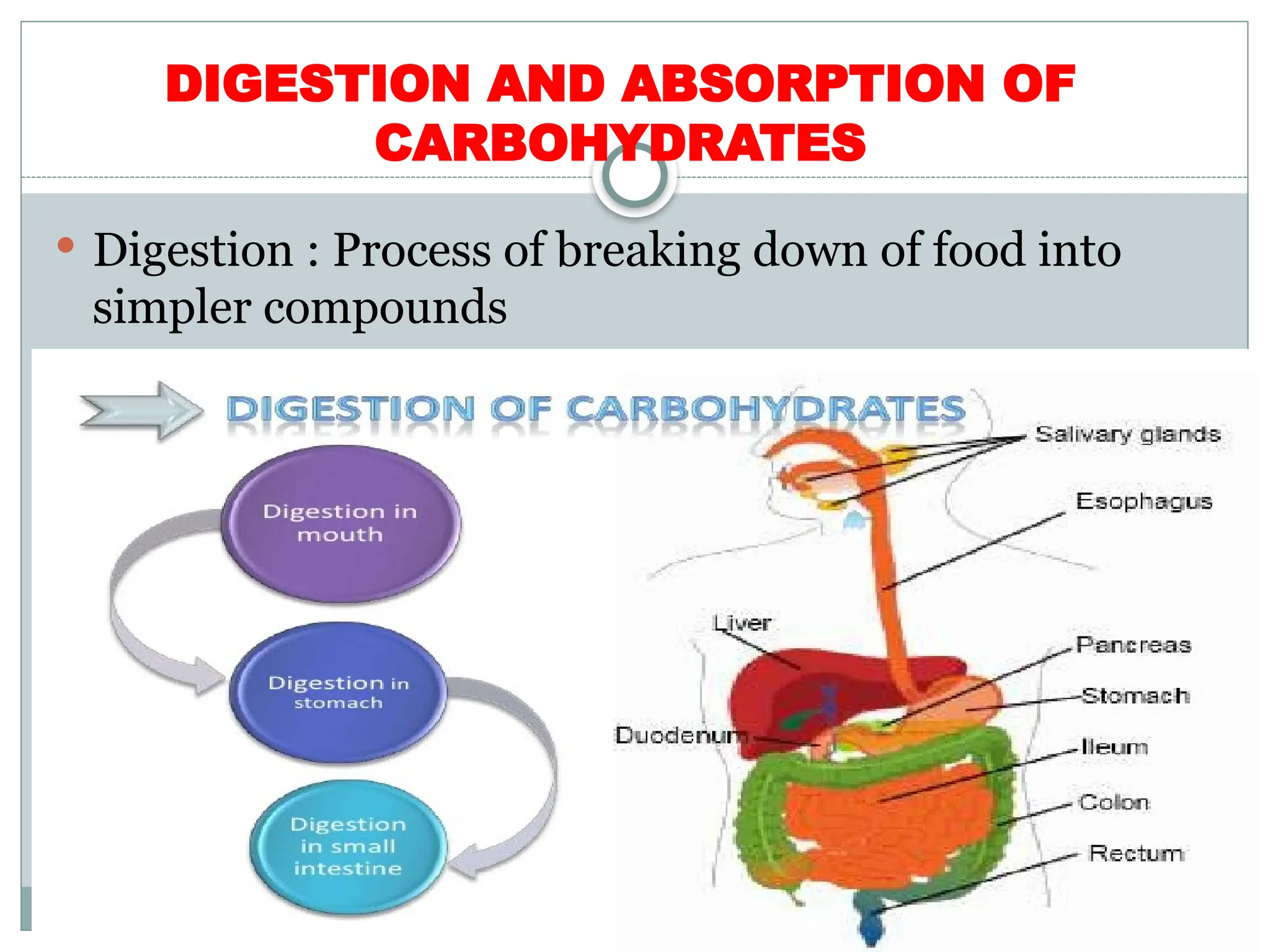 carbohydrates nutrition BSc. Nursing sem | PPTX