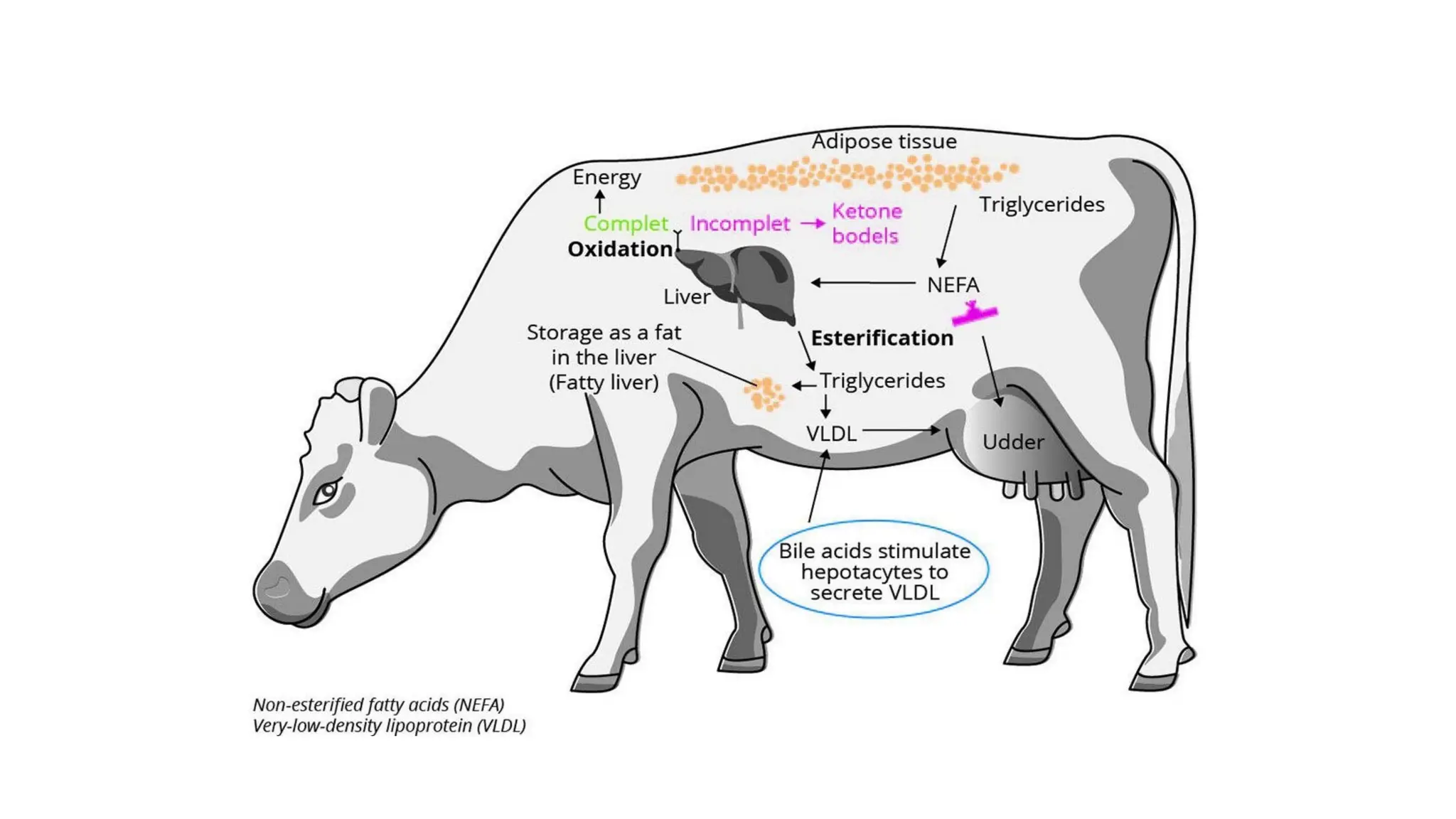 Carbohydrates and it's classification and nutritional importance in ...