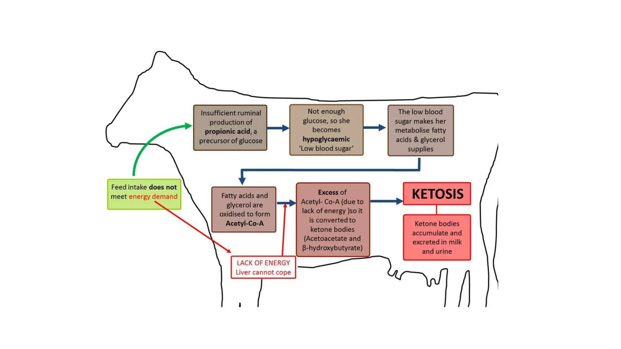 Carbohydrates and it's classification and nutritional importance in ...