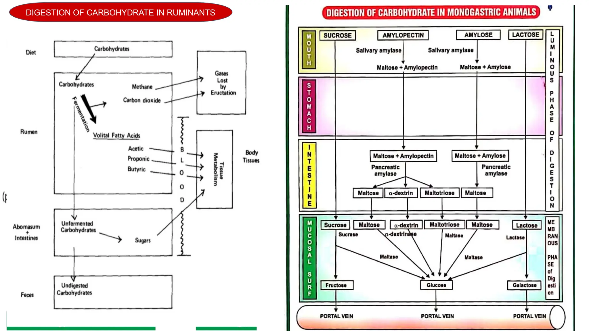 Carbohydrates and it's classification and nutritional importance in ...