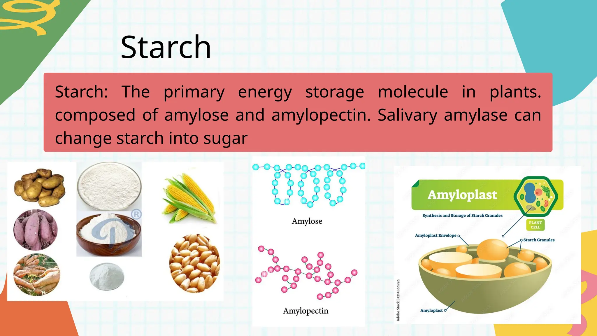Carbohydrates are sugars, starches, and fibers. They are the body's ...