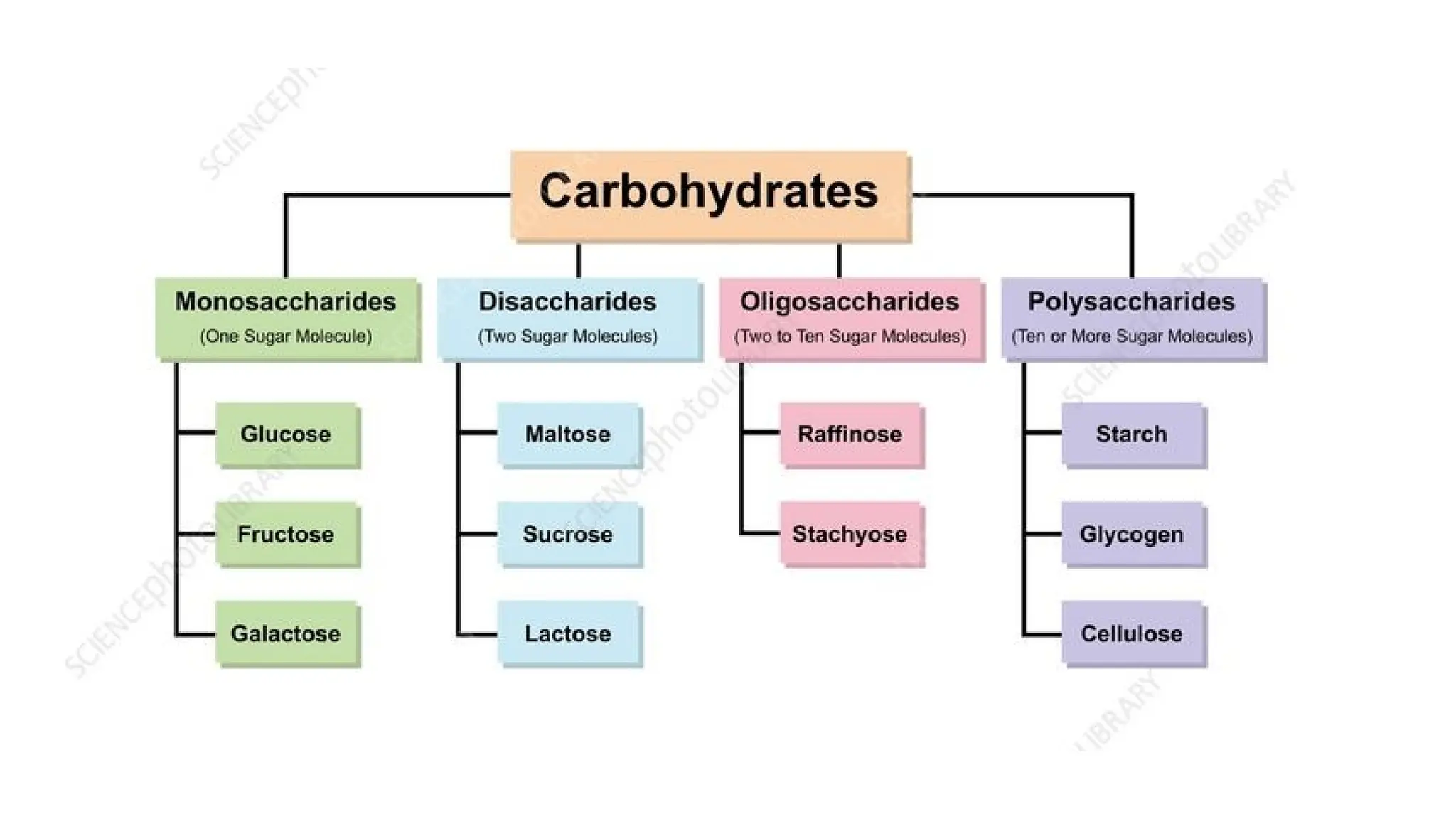 Carbohydrates are sugars, starches, and fibers. They are the body's ...