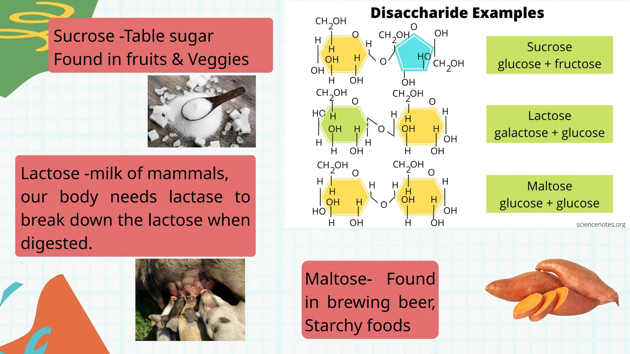 Carbohydrates are sugars, starches, and fibers. They are the body's ...