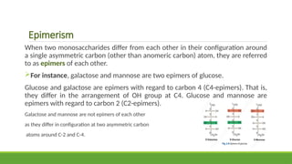 Carbohydrates.pptx.classification of carbohydrates | PPT