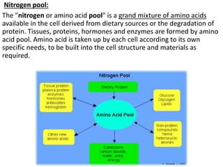Protein and its different aspects. | PPT