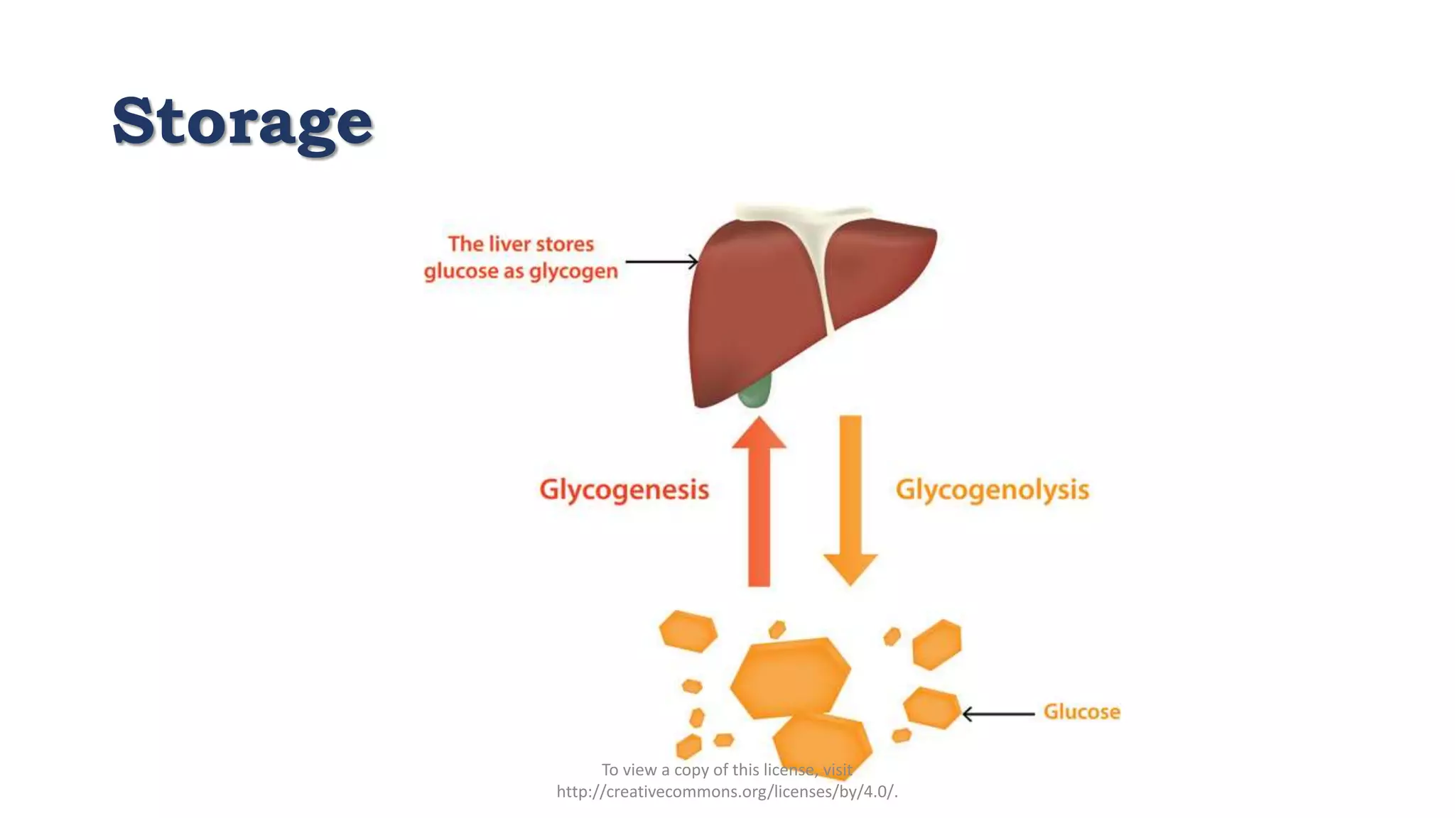 Carbohydrates digestion, aborption, metabolism & storage | PPTX