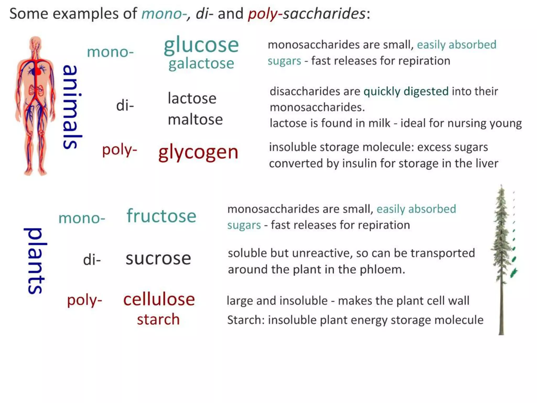 Carbohydrates, Lipids and Proteins | PPTX