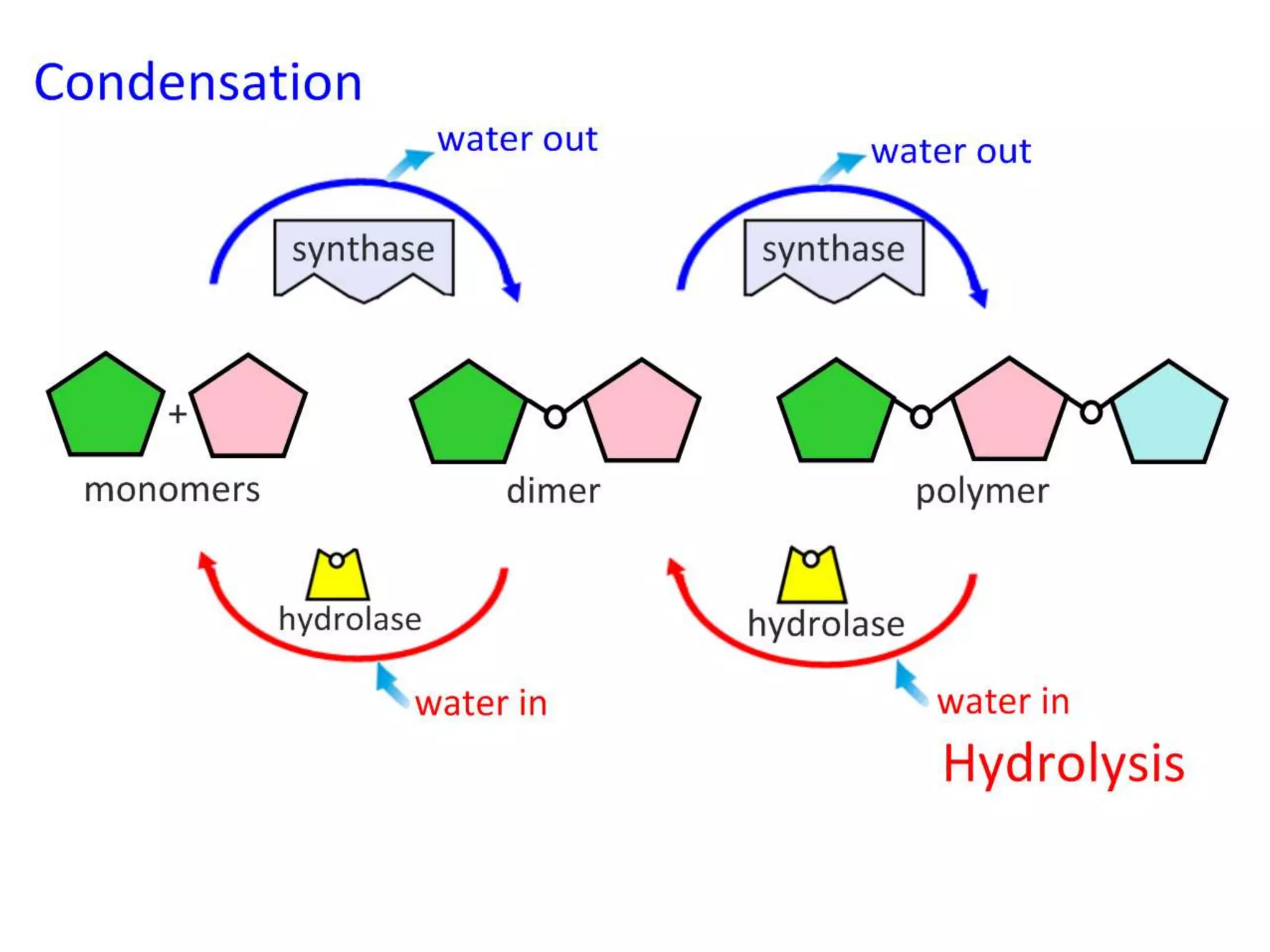 Carbohydrates, Lipids and Proteins | PPTX