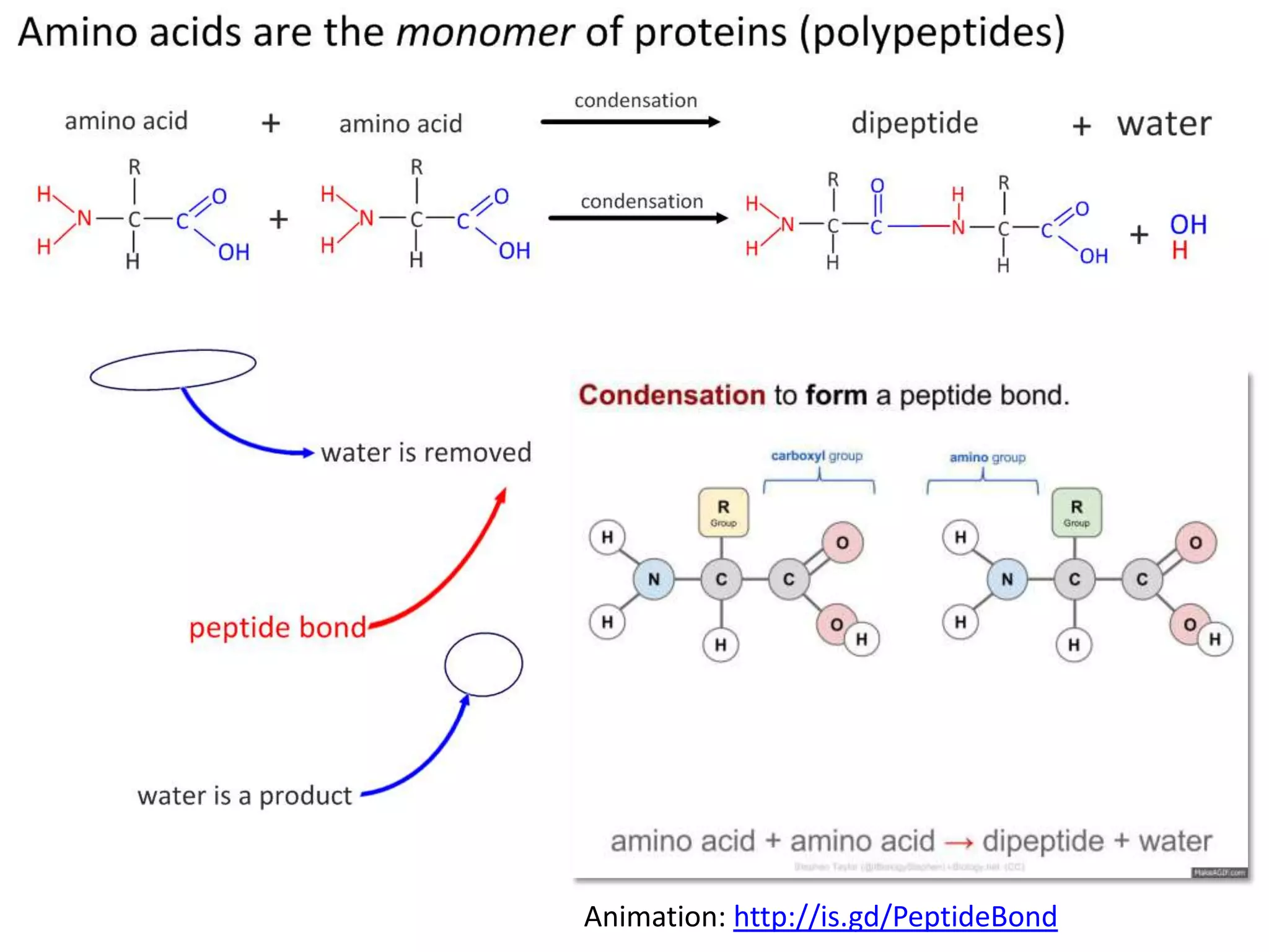Carbohydrates, Lipids and Proteins | PPTX