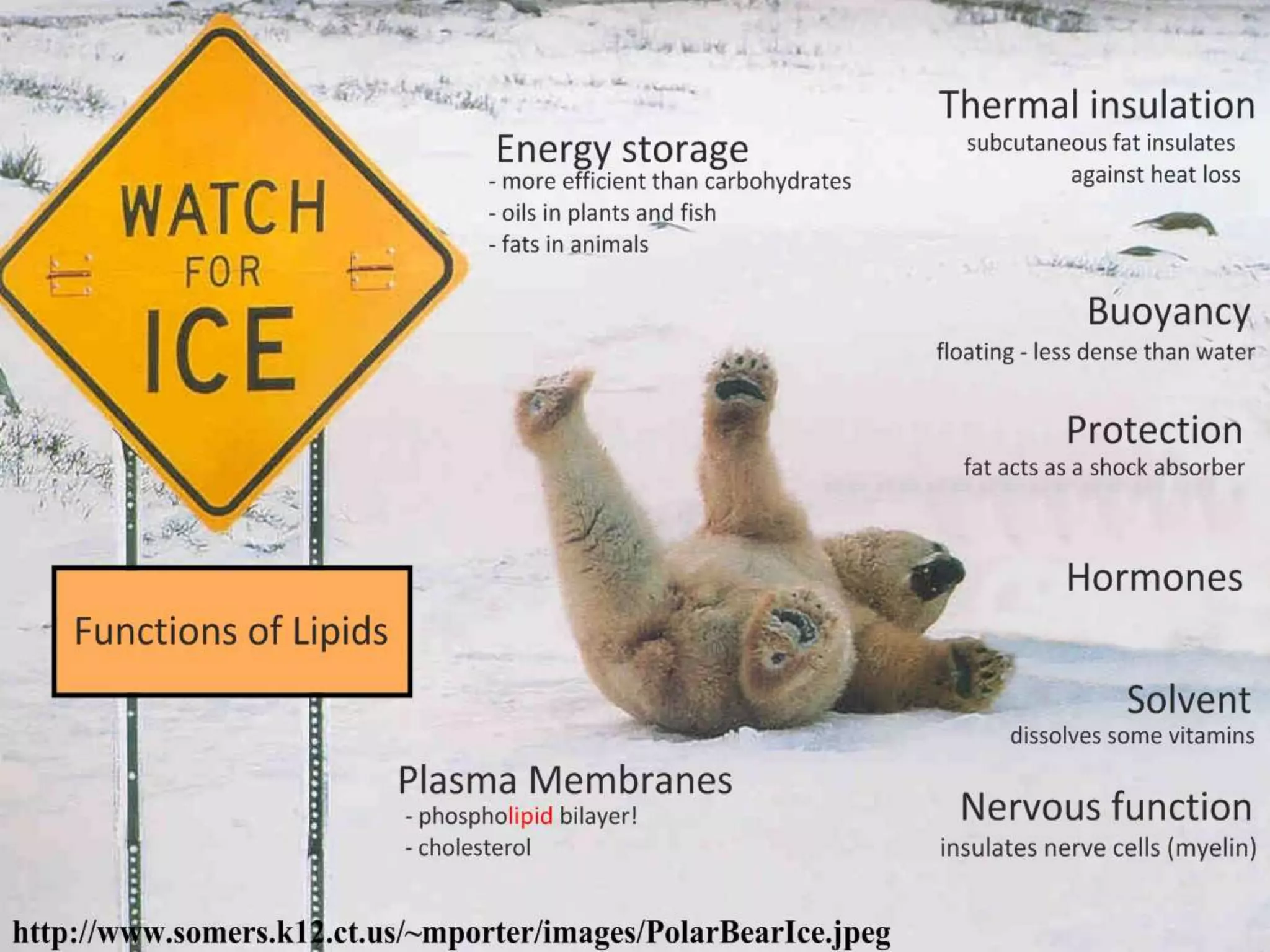 Carbohydrates, Lipids and Proteins | PPTX