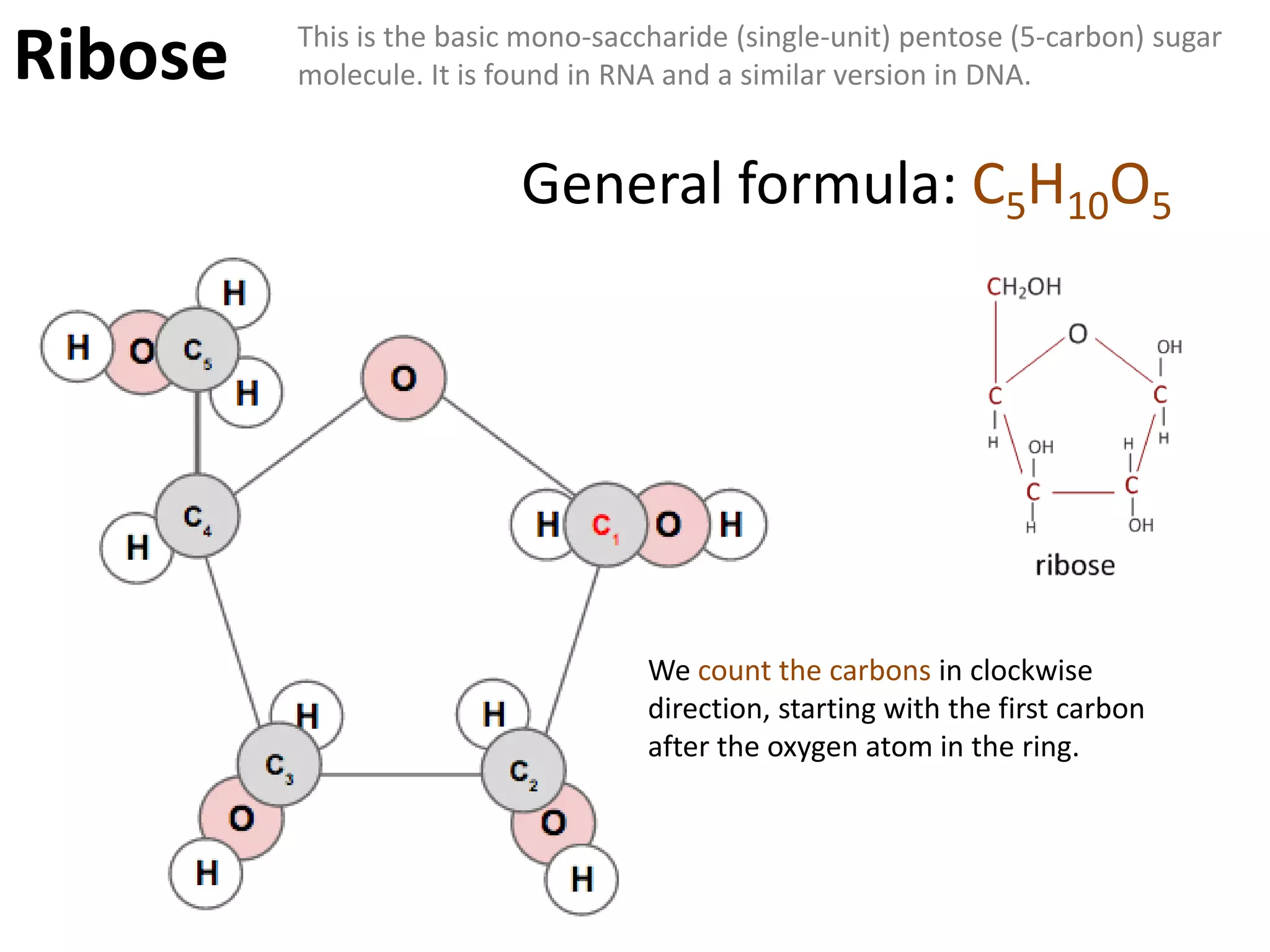 Carbohydrates, Lipids and Proteins | PPTX