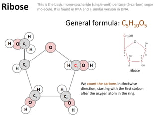 Carbohydrates, Lipids and Proteins | PPTX