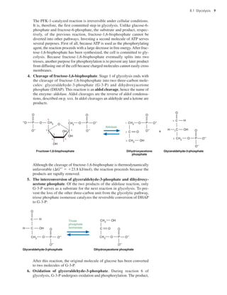 Carbohydrates metabolism | PDF