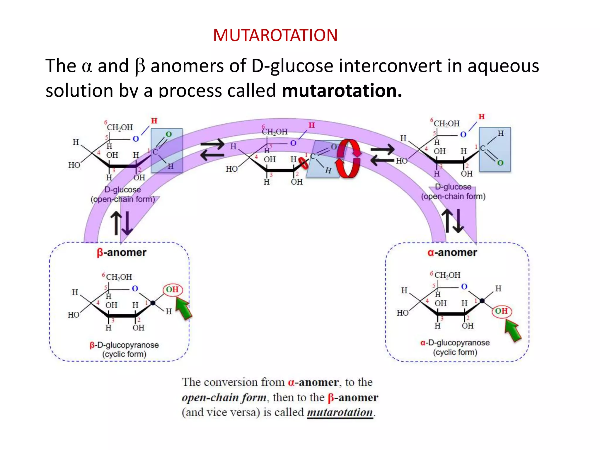 Carbohydrates: Monosaccharides- structure and function | PPTX
