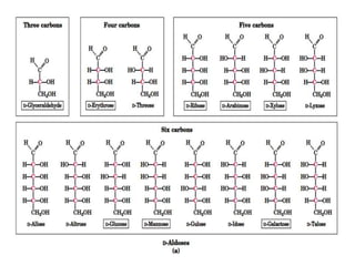 Carbohydrates: Monosaccharides- structure and function | PPTX