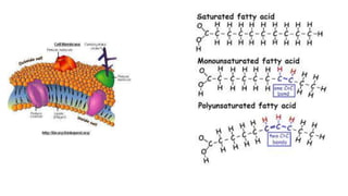 Carbohydrates and lipids | PPTX