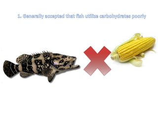 Carbohydrates and fish larval nutritional programming | PPTX | Zoos ...