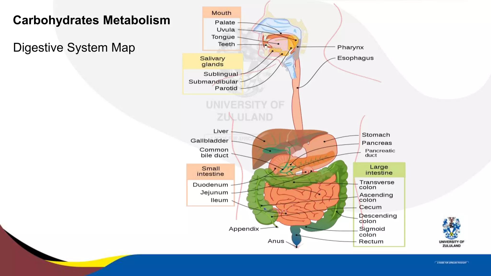 Carbohydrates Digestion and Absorption (2).pptx