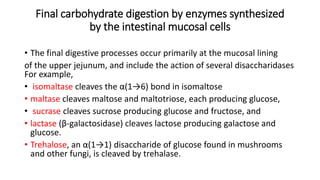 Carbohydrates digestion lec1 audio | PPTX