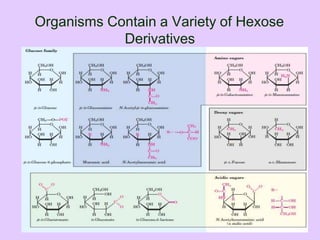 Carbohydrates introduction | PPTX