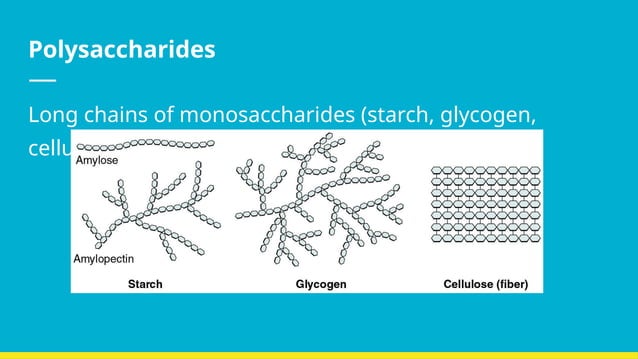 Carbohydrates & Lipids Macromolecules.pptx