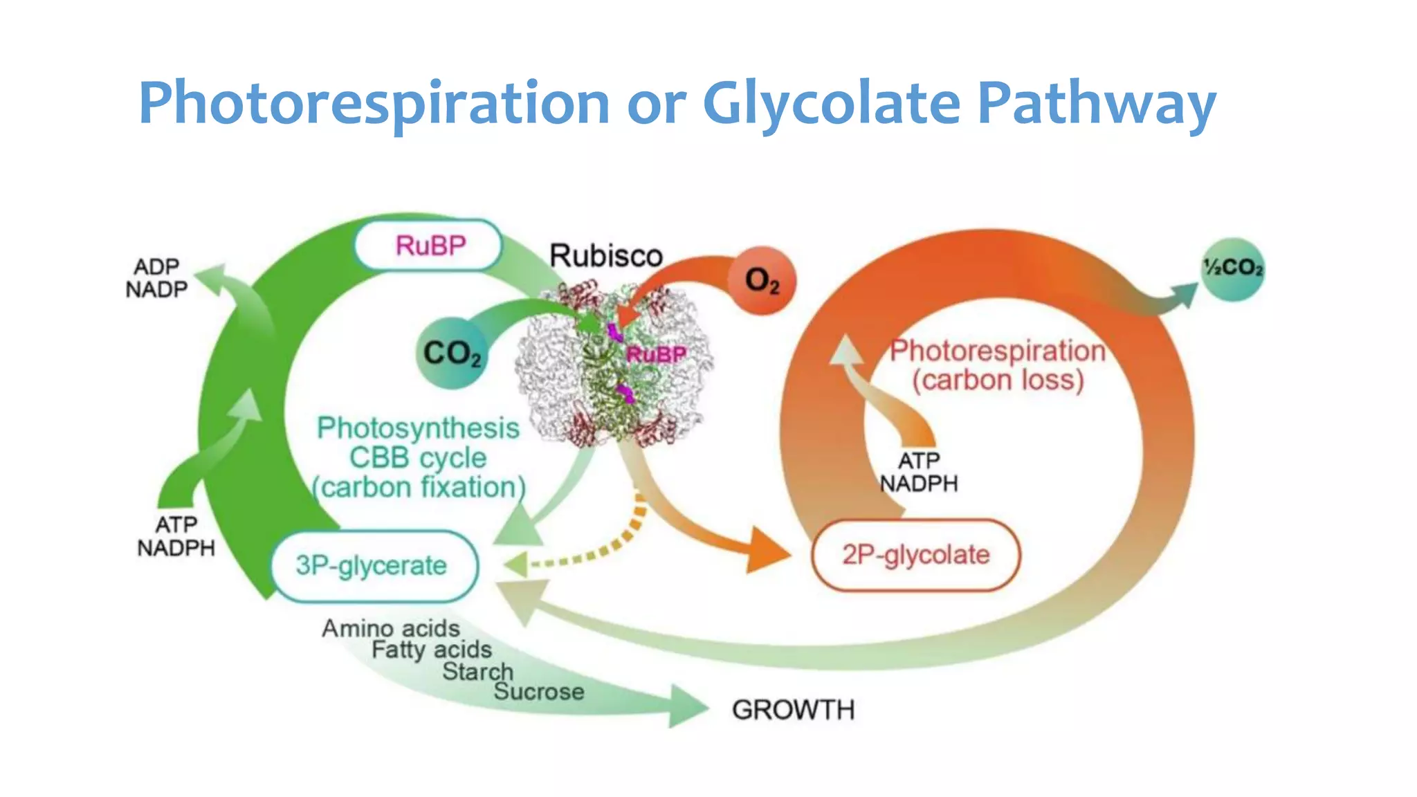 Carbohydrates metabolism and lipids biosynthesis and oxidation | PPTX