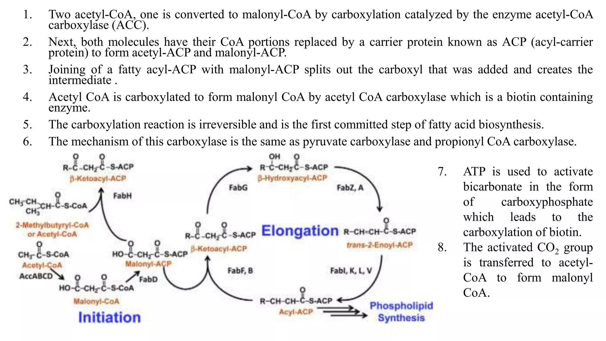 Carbohydrates metabolism and lipids biosynthesis and oxidation | PPTX