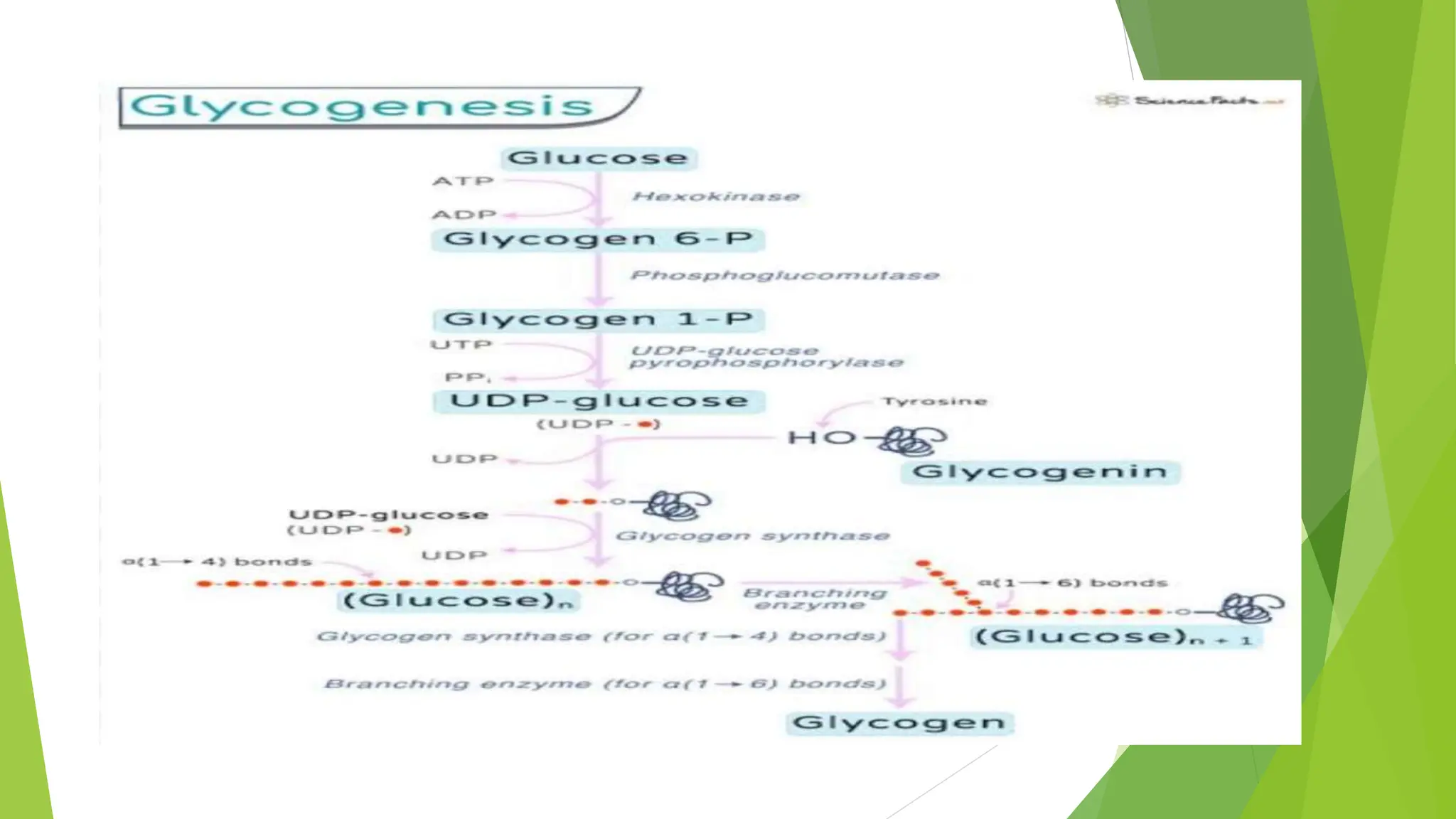 carbohydrates metabolism in prokaryotes ppt.pptx