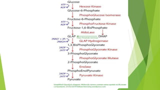 carbohydrates metabolism in prokaryotes ppt.pptx