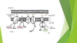carbohydrates metabolism in prokaryotes ppt.pptx