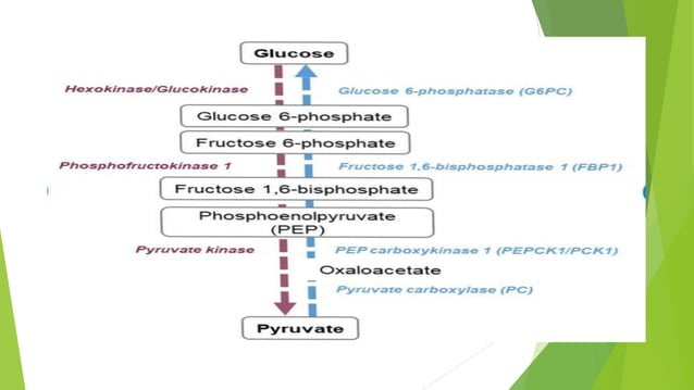 carbohydrates metabolism in prokaryotes ppt.pptx | Free Download