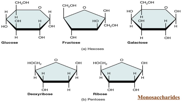 Carbohydrates (Monosaccharides with examples) | PPTX