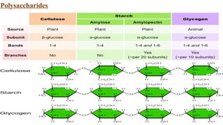 Carbohydrates (Monosaccharides with examples) | PPTX