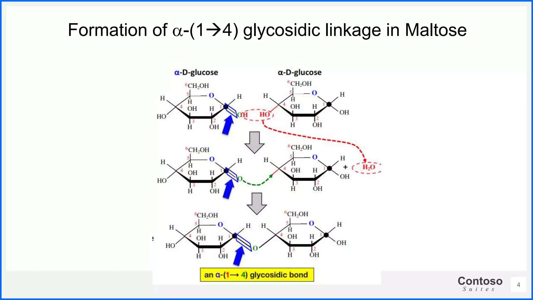 Carbohydrates - Disaccharides and Polysaccharides | PPTX