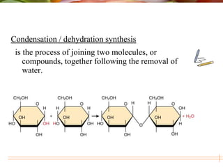 carbohydrates ppt.ppt