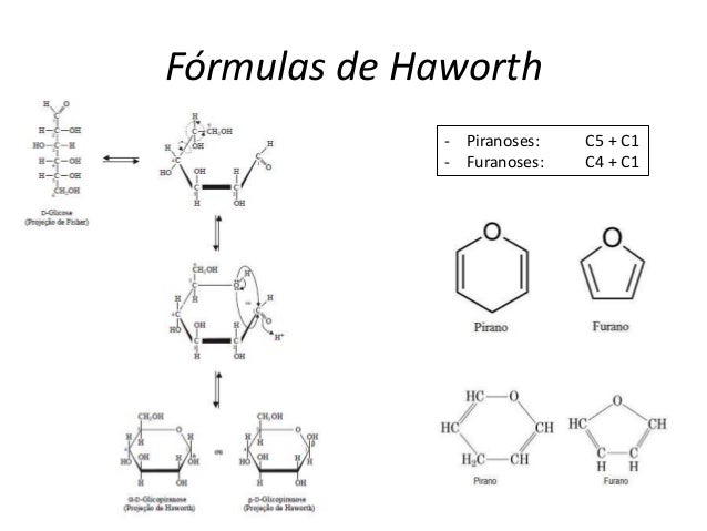 Bioquímica Básica: Carboidratos