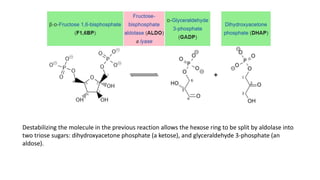 CARBOHYDRATES, GLYCOLYSIS, GLUCONEOGENESIS | PPT