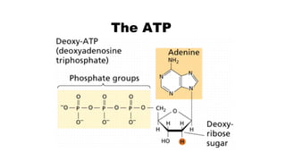 CARBOHYDRATES, GLYCOLYSIS, GLUCONEOGENESIS | PPT