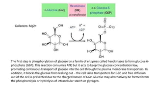 CARBOHYDRATES, GLYCOLYSIS, GLUCONEOGENESIS | PPTX