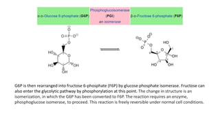 CARBOHYDRATES, GLYCOLYSIS, GLUCONEOGENESIS | PPT