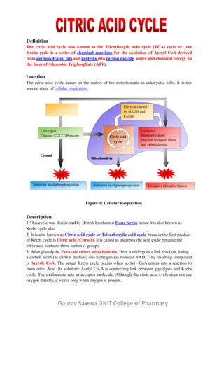 Carbo metabolism | PDF