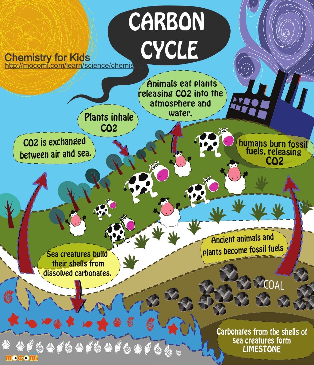 What Is Carbon Cycle Mocomi what-is-carbon-cycle-mocomi