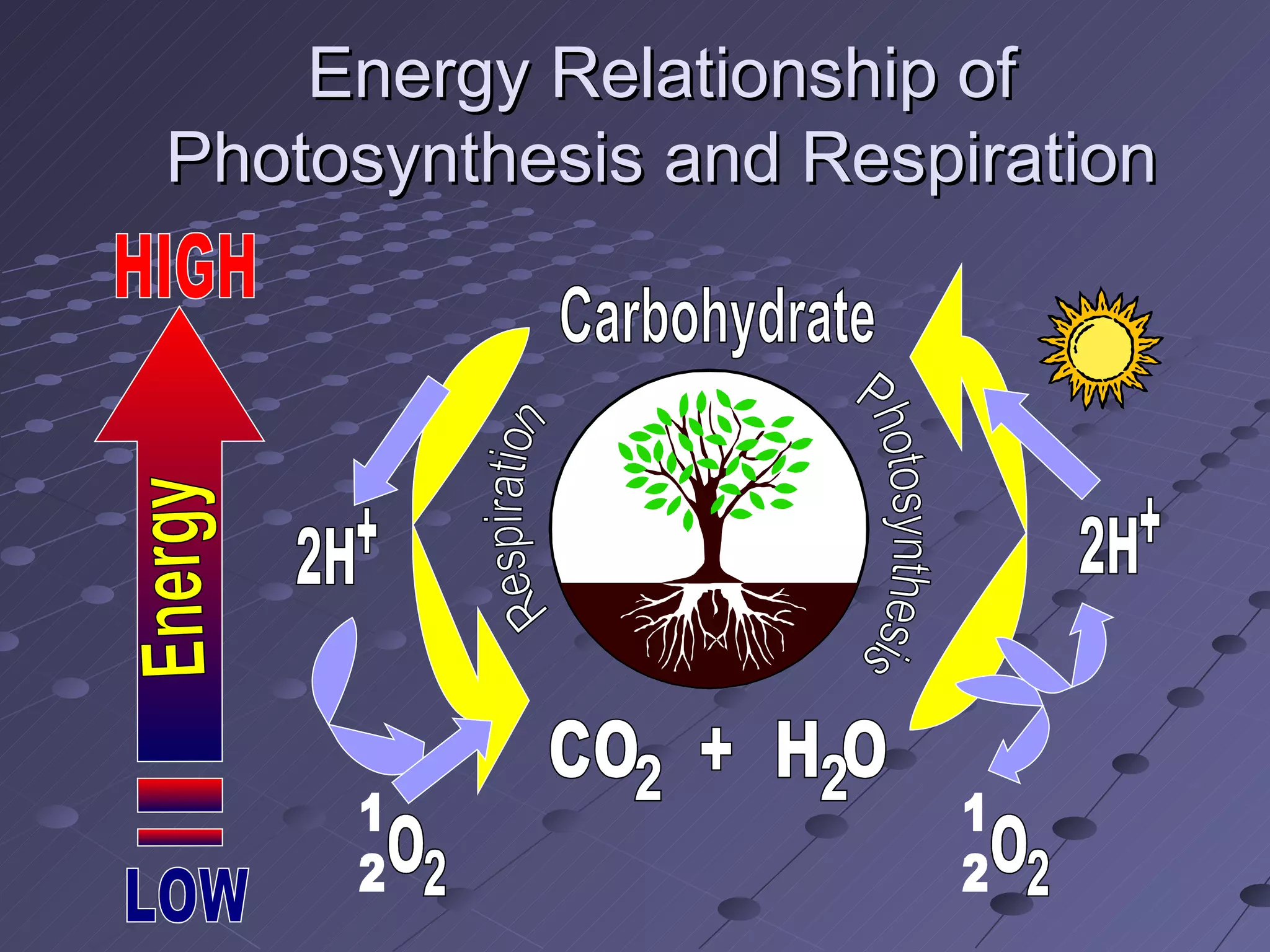 Carbon Dioxide Fertilization | PPT