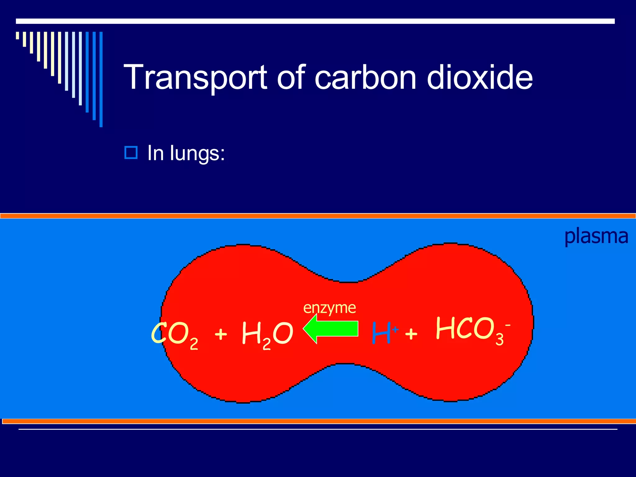 Carbon Dioxide Transport | PPT