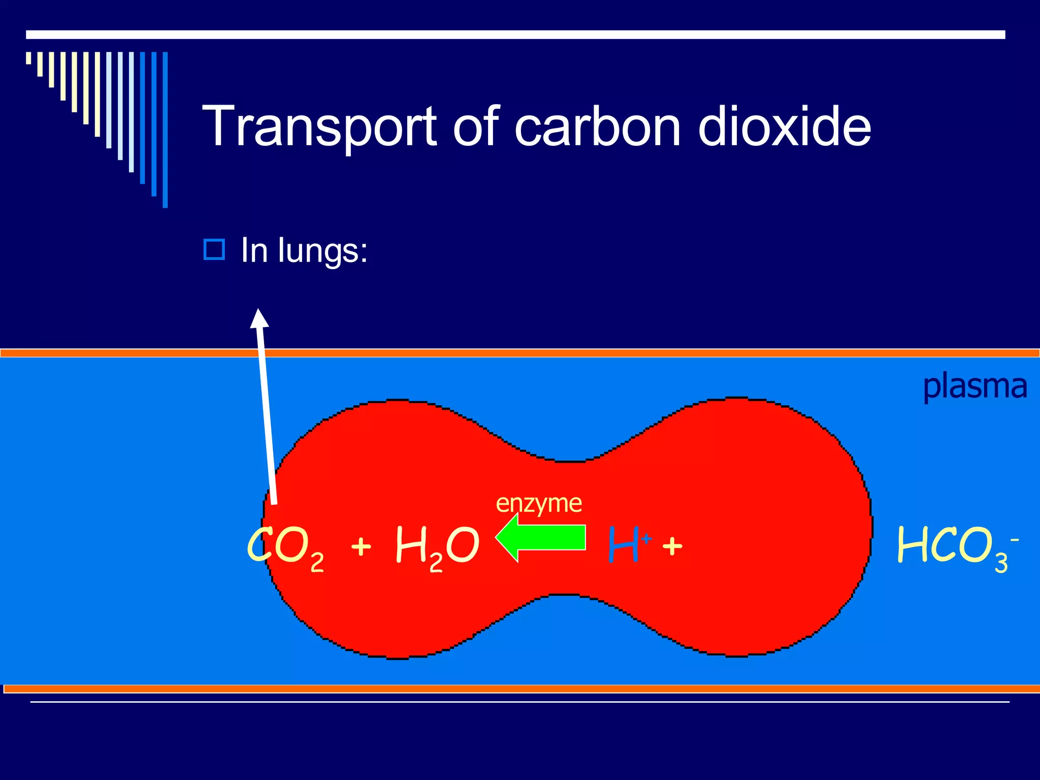 Carbon Dioxide Transport | PPT