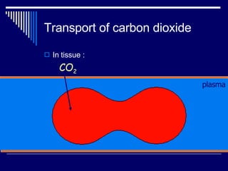 Carbon Dioxide Transport | PPT