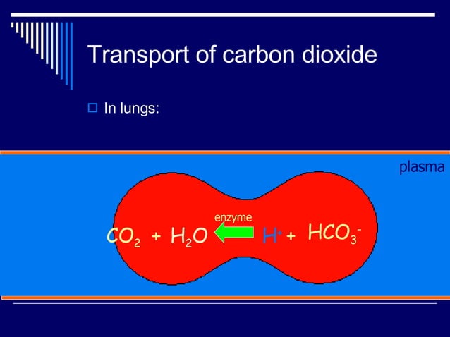 Carbon Dioxide Transport | PPT | Blood Disorders | Diseases and Conditions