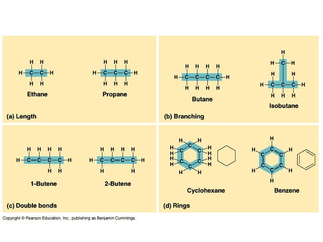 Honors Biology: Carbon & Organic Compounds | PPT | Chemistry | Science