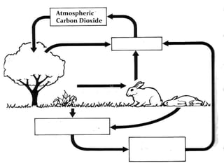 Carbon and nitrogen cycle | PPTX