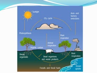 Carbon and nitrogen cycle | PPTX